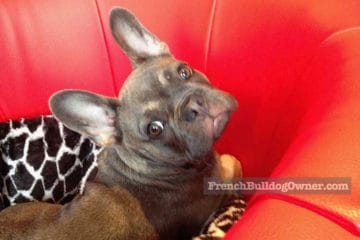 How to Potty Train a French Bulldog Puppy (5 Easy Techniques)