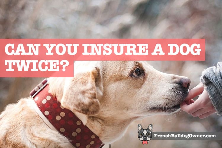 Can You Have Multiple Pet Insurance Policies
