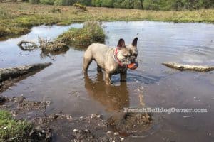 15 Ways to Cool Down a French Bulldog {Stop Overheating in Summer}