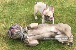 French Bulldog Health Issues: 31 Common Health Problems + Concerns