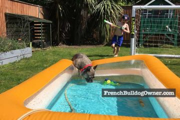 34 French Bulldog Pros & Cons to Ownership: Is a Frenchie Right for You?