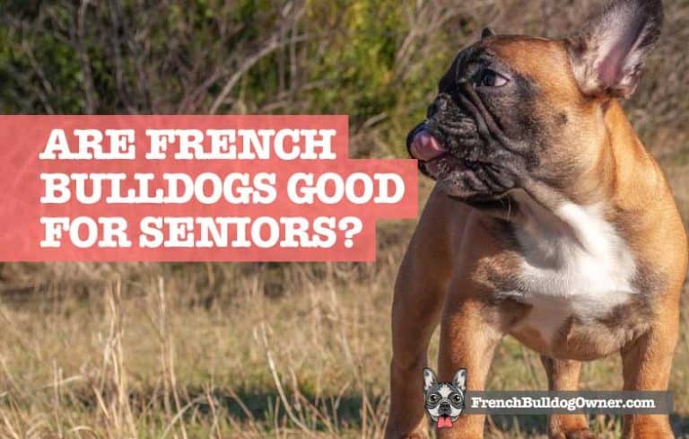 Are French Bulldogs Good for Seniors & Retirees? * SEE WHY