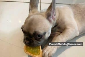 18 Best French Bulldog Toys to Keep Them Entertained All Day