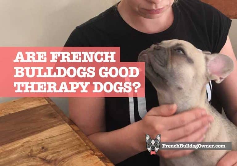 Are French Bulldogs Good Therapy Dogs for Emotional Support?