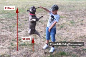 How High Can a French Bulldog Jump? Watch Video Experiment!