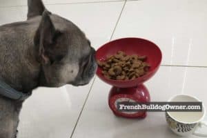 French Bulldog Raw Diet: Plan & Guide (Risks & Benefits)