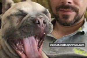 14 Adorable Ways a French Bulldog Shows You Love, Affection, Cuddles