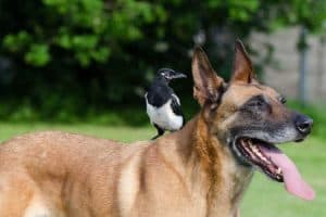 How to Stop My Dog Chasing Birds: 11 Steps (Prevent Attacks & Killing)
