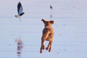 How to Stop My Dog Chasing Birds: 11 Steps (Prevent Attacks & Killing)