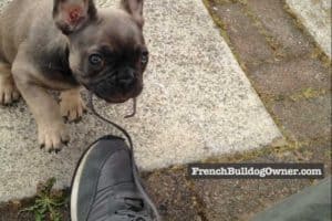 How to Stop a French Bulldog from Biting: 13 Proven Methods