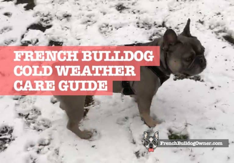 French Bulldog Cold Weather Guide: How to Keep Warm in Winter