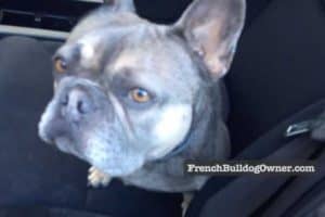 15 Ways to Cool Down a French Bulldog {Stop Overheating in Summer}