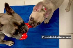 Male vs Female Frenchies: Who Makes a Better Pet + Differences