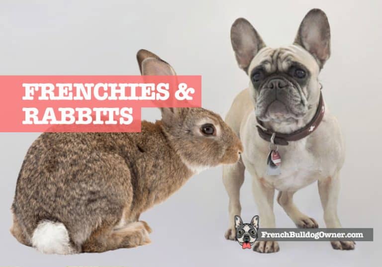 Are French Bulldogs Good with Rabbits? Yes & No (Here's Why)