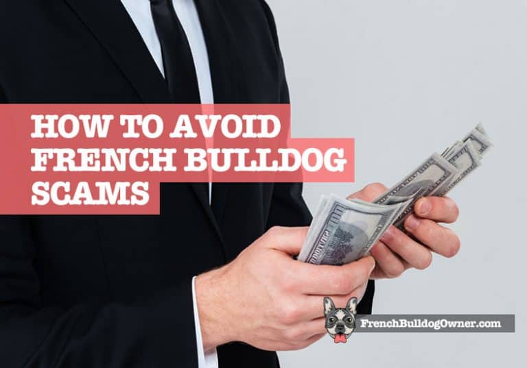 French Bulldog Scams: How to Avoid Being Ripped Off!