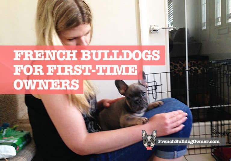Are French Bulldogs Good for First Time Owners? (Real Experience)