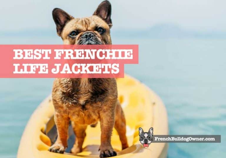 5 Best French Bulldog Life Jackets & Swimming Vests Reviewed