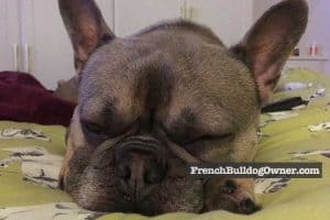 Do French Bulldogs Snore? Yes, a Lot! + They Snort Loud! * Video