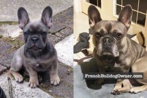 French Bulldog Runt of the Litter Puppy Guide for Buyers