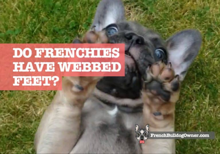 Do French Bulldogs Have Webbed Feet? You Will Be Surprised!