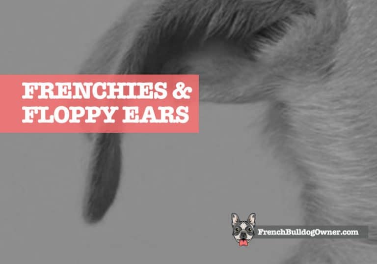French Bulldog Floppy Ears: Is it Normal + Fixes for One or Both Ears