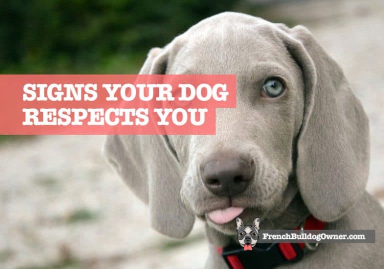 How to Tell if Your Dog Respects You: 21 Signs of Respect