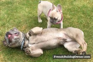 Dog Neck Biting Dominance: Why Your Dog is Pinning Another Down