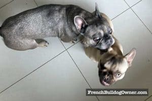 Dog Neck Biting Dominance: Why Your Dog is Pinning Another Down